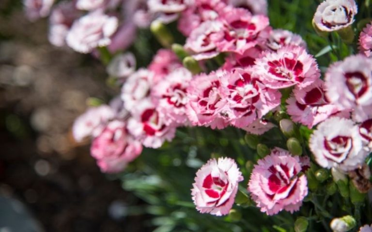 What Is the National Flower of Spain? Meet the Red Carnation