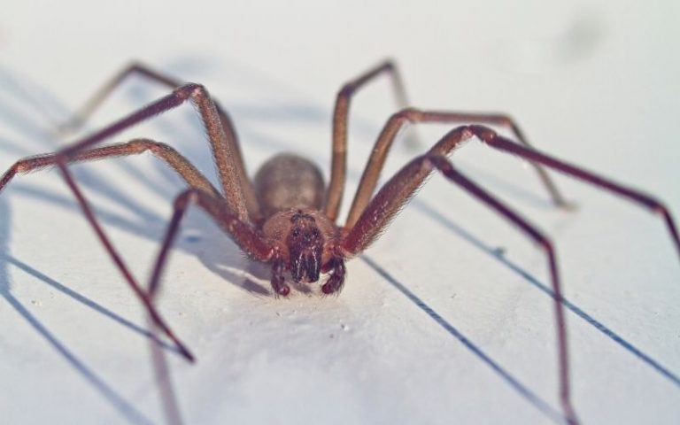 7 Dangerous Spiders in Spain to Be Aware Of - Our Spanish Life