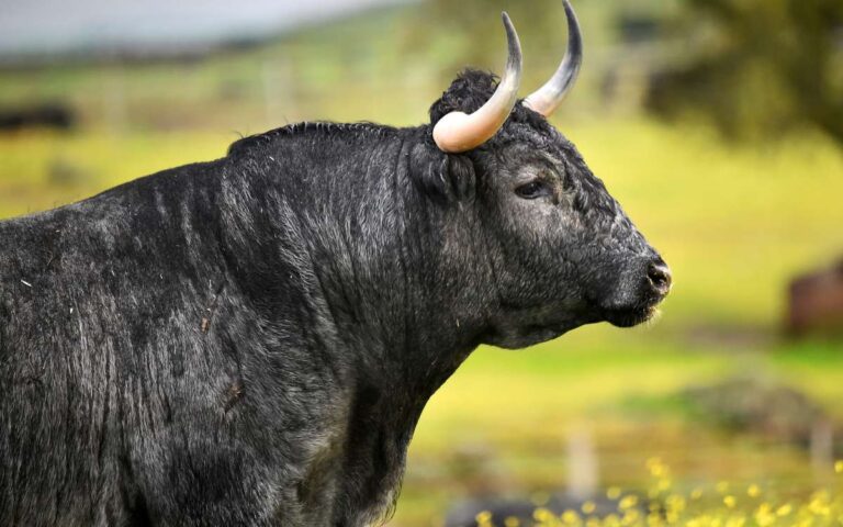 Why the Bull is Spain's National Symbol? - Our Spanish Life